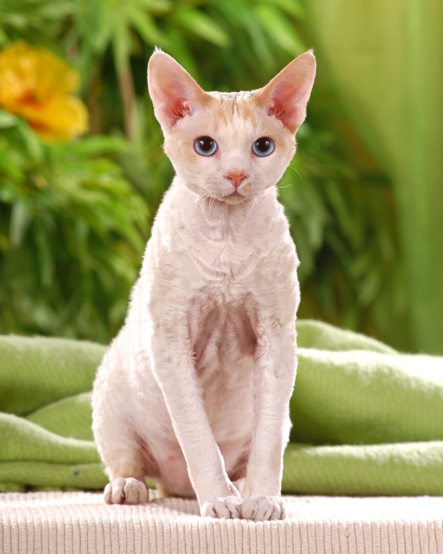 Poodle Cat: A Complete Guide to These Curly-Haired Cats