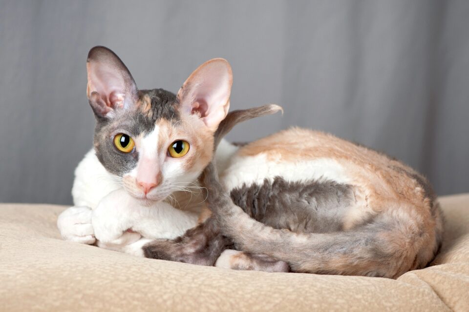 Poodle Cat: A Complete Guide to These Curly-Haired Cats