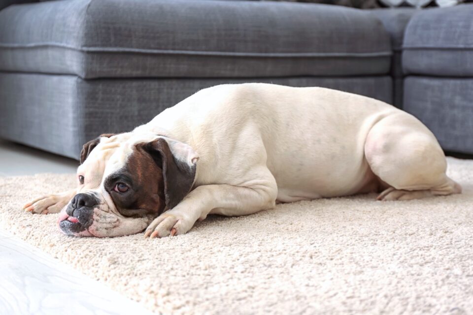 White Boxer Dog: Get to Know the White Boxer (With Pictures)