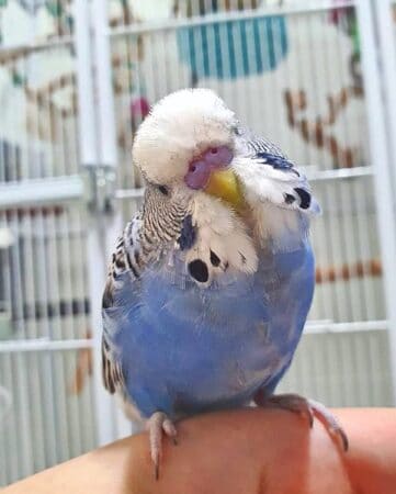 English Budgie Care Guide: Size, Personality, Lifespan & FAQs