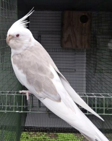 10 Cockatiel Varieties & Color Mutations (With Pictures)