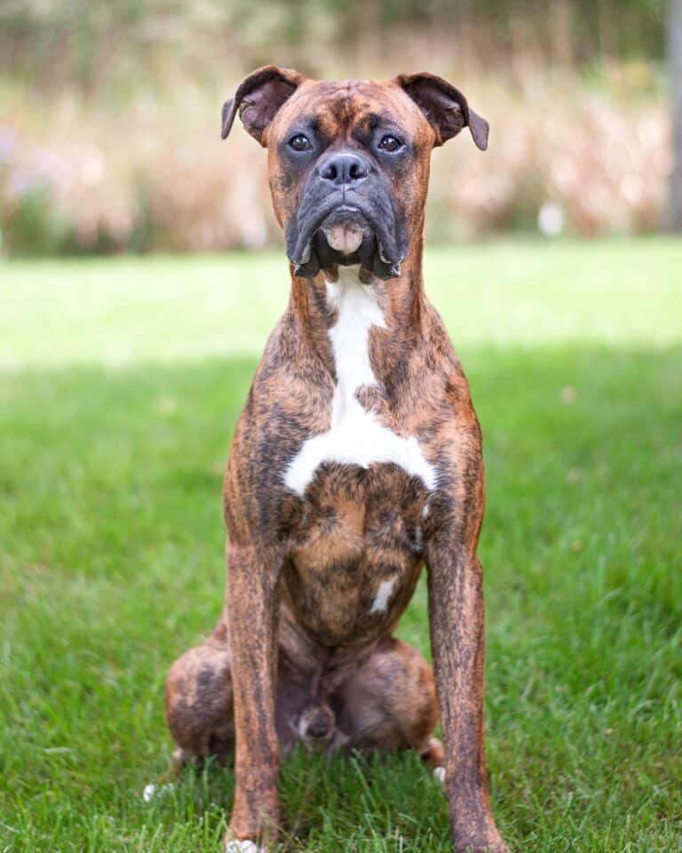 Brindle Boxer Dog: Appearance, Genetics, Temperament & More!