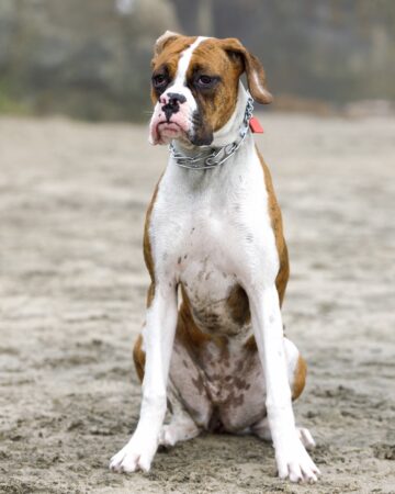 Brindle Boxer Dog: Appearance, Genetics, Temperament & More!
