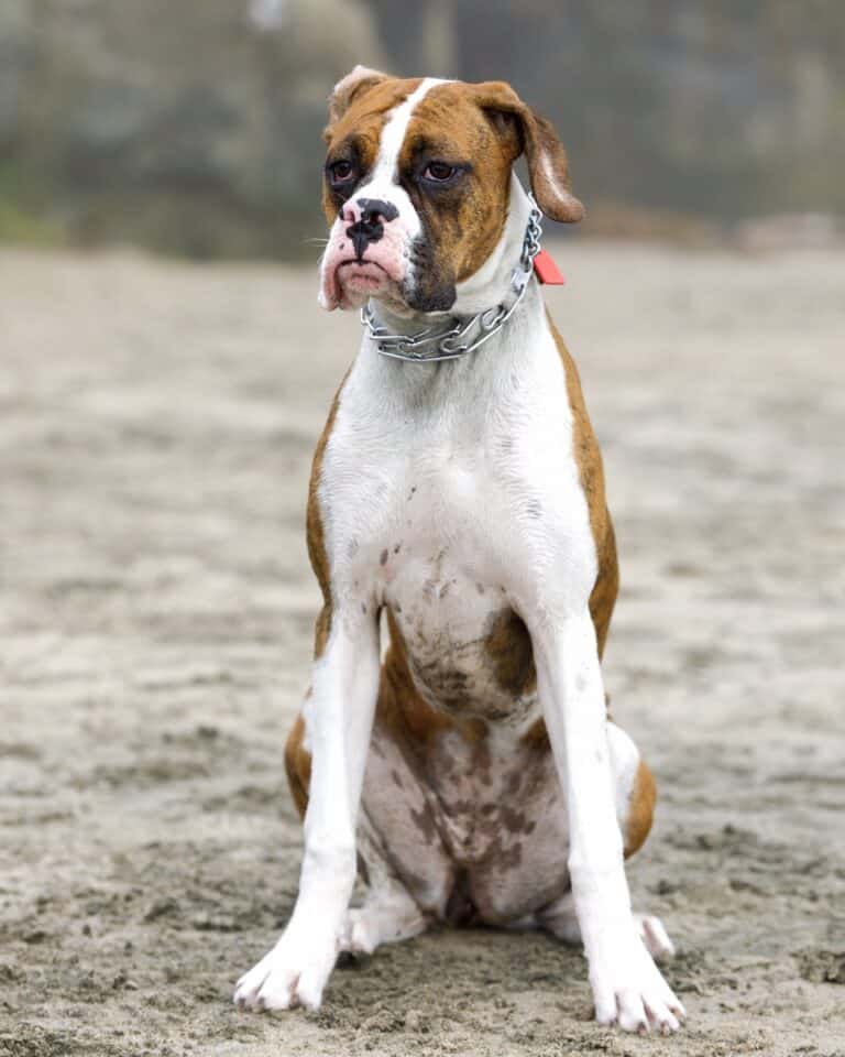 Brindle Boxer Dog: Appearance, Genetics, Temperament & More!