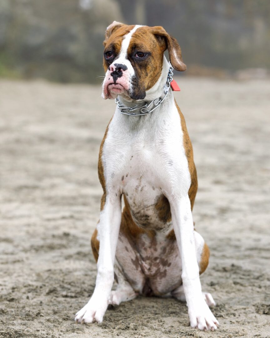 Brindle Boxer Dog: Appearance, Genetics, Temperament & More!