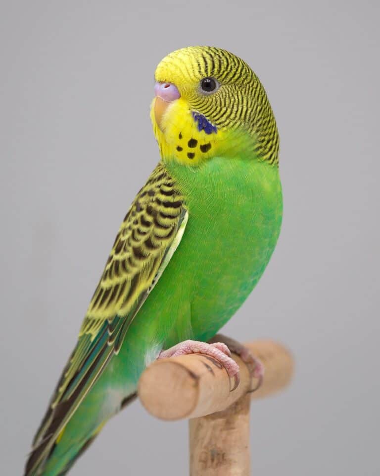 English Budgie Care Guide: Size, Personality, Lifespan & FAQs