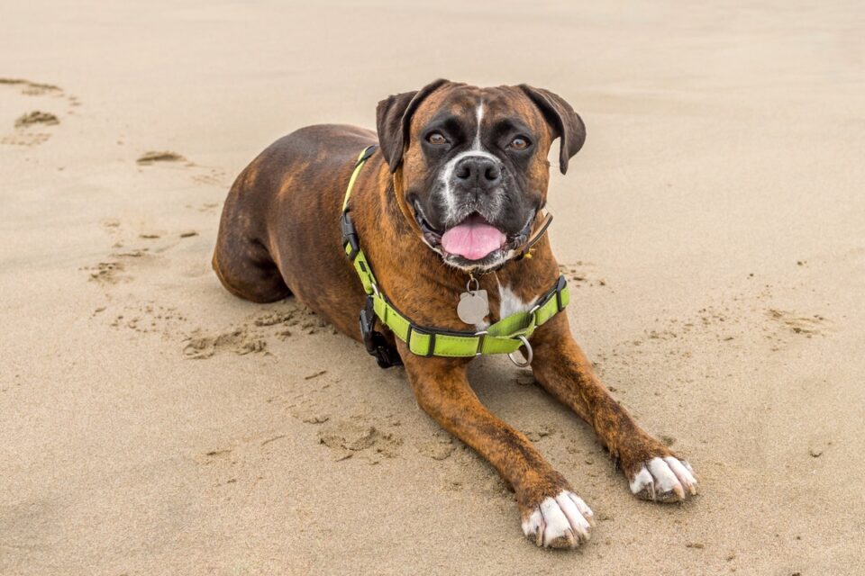 Brindle Boxer Dog: Appearance, Genetics, Temperament & More!