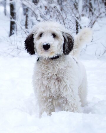 Sheepadoodle | Mixed Dog Breed Info, Pictures, Facts & FAQs