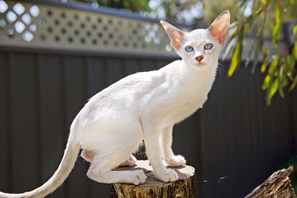 Lilac Point Siamese Cat: Info, Facts, Traits, Pictures & FAQs