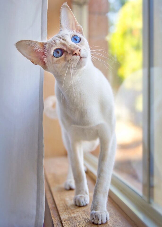 Lilac Point Siamese Cat: Info, Facts, Traits, Pictures & FAQs