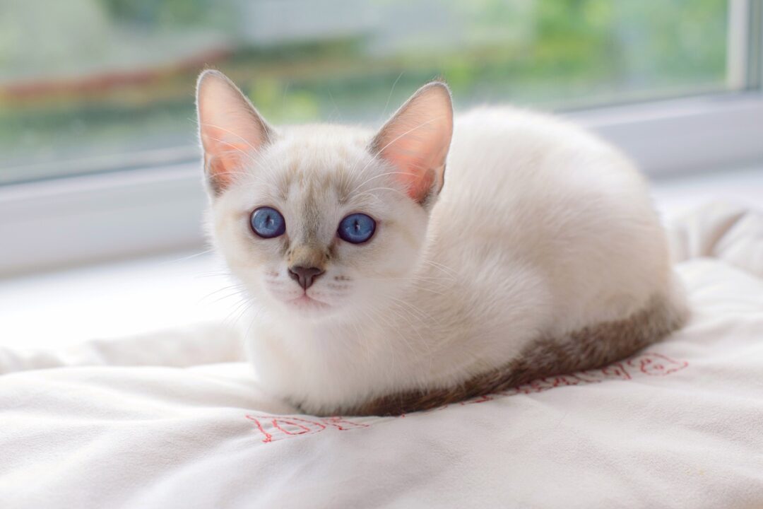 Lilac Point Siamese Cat: Info, Facts, Traits, Pictures & FAQs