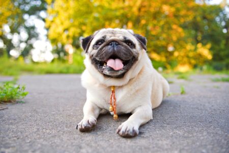 How Long Do Pugs Live? Average Lifespan & Causes of Death