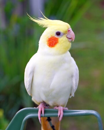 10 Cockatiel Varieties & Color Mutations (With Pictures)