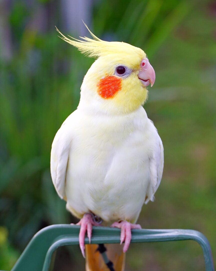 10 Cockatiel Varieties & Color Mutations (With Pictures)