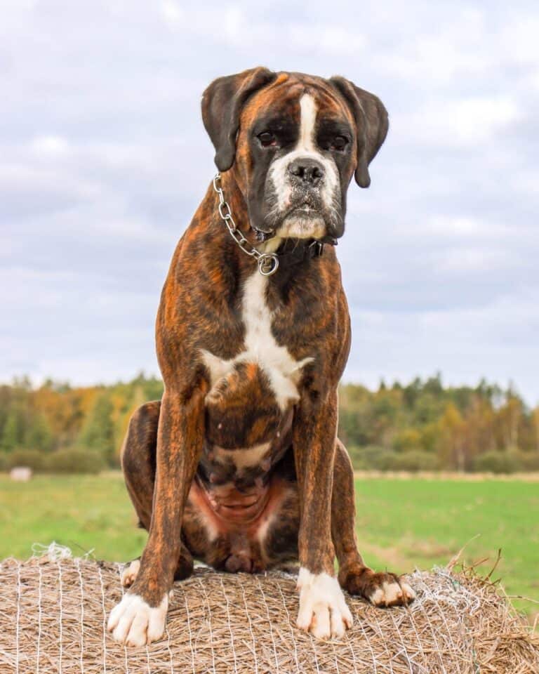 Brindle Boxer Dog: Appearance, Genetics, Temperament & More!