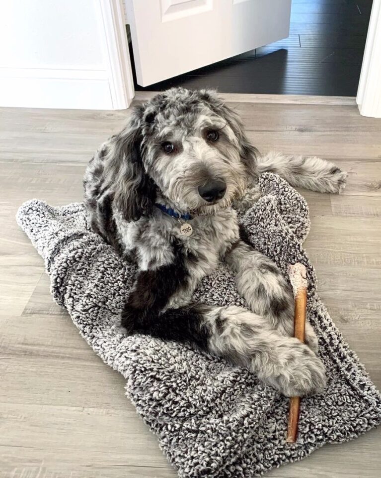 Sheepadoodle | Mixed Dog Breed Info, Pictures, Facts & FAQs