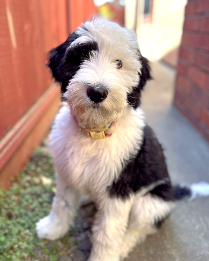Sheepadoodle | Mixed Dog Breed Info, Pictures, Facts & FAQs