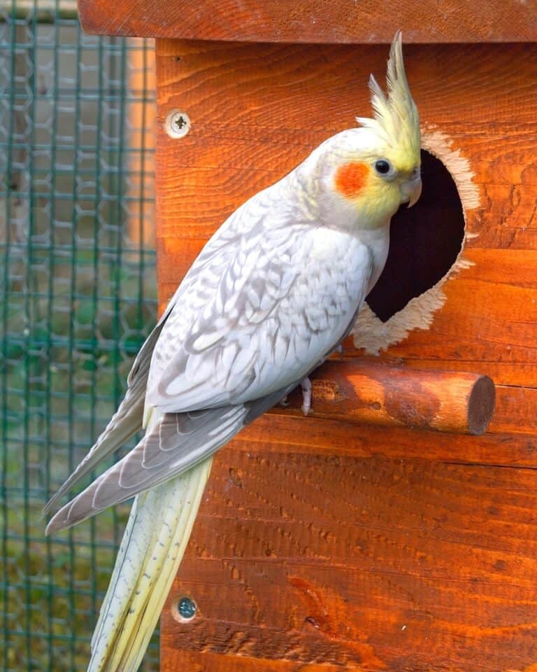 10 Cockatiel Varieties & Color Mutations (With Pictures)