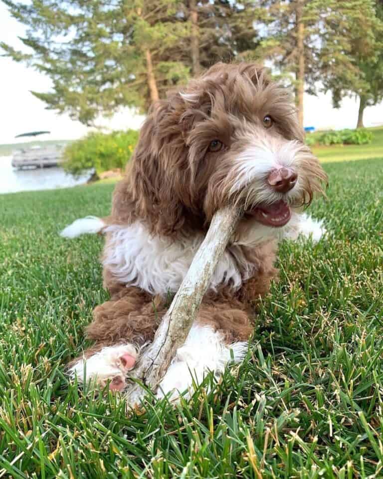 Sheepadoodle | Mixed Dog Breed Info, Pictures, Facts & FAQs