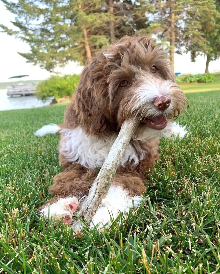 Sheepadoodle | Mixed Dog Breed Info, Pictures, Facts & FAQs