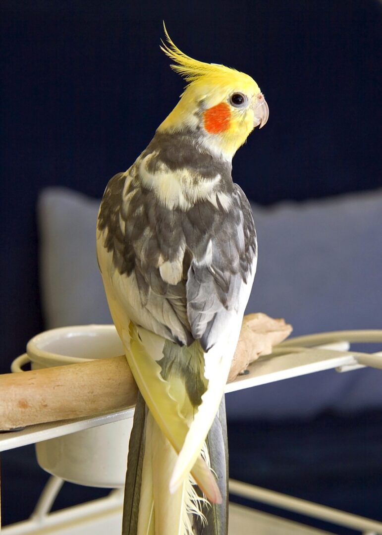 10 Cockatiel Varieties & Color Mutations (With Pictures)