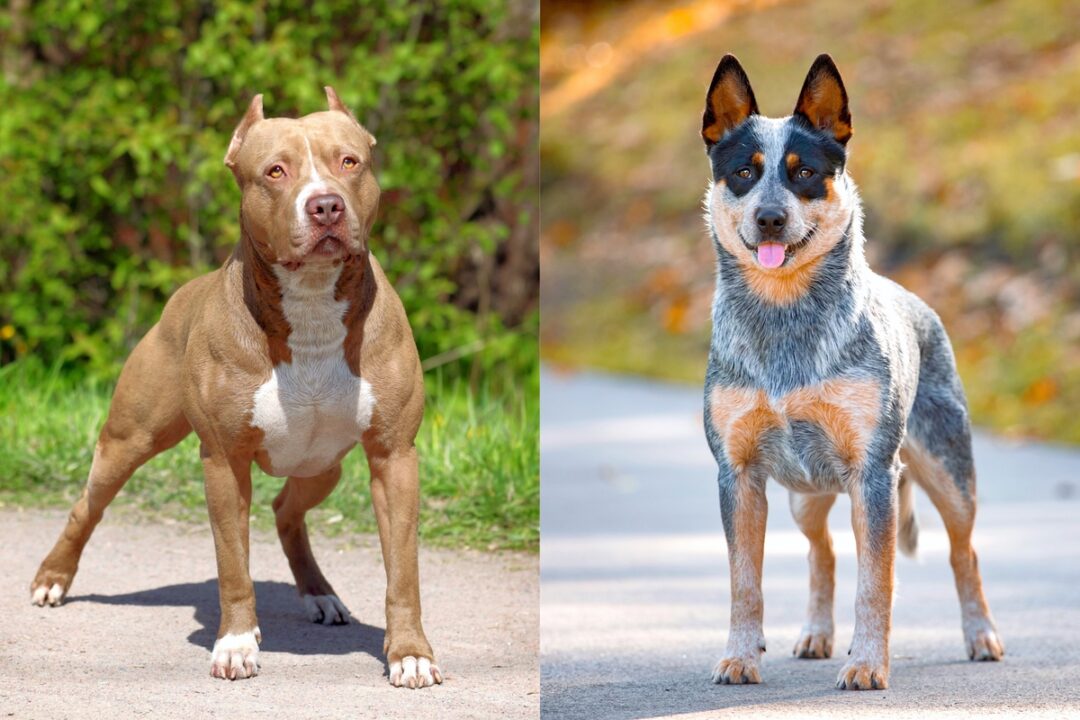 Pit Heeler (Pitbull & Blue Heeler Mix) Info, Pictures, Facts, FAQs & More