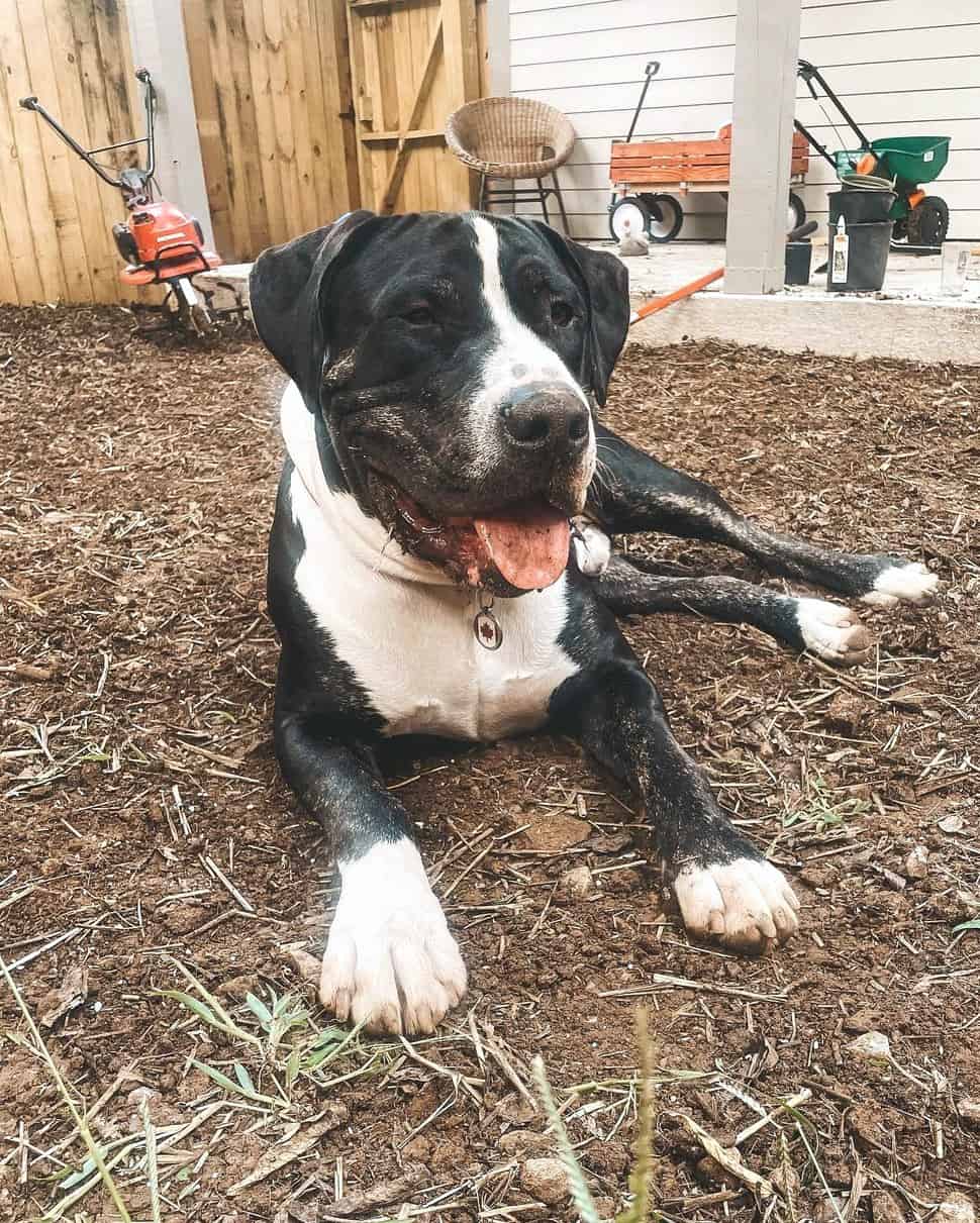 Pit Mastiff (Pitbull & Mastiff Mix) Info, Pictures, Facts, FAQs & More