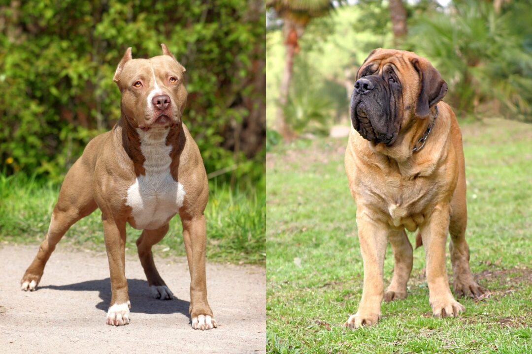 Pit Mastiff (Pitbull & Mastiff Mix) Info, Pictures, Facts, FAQs & More