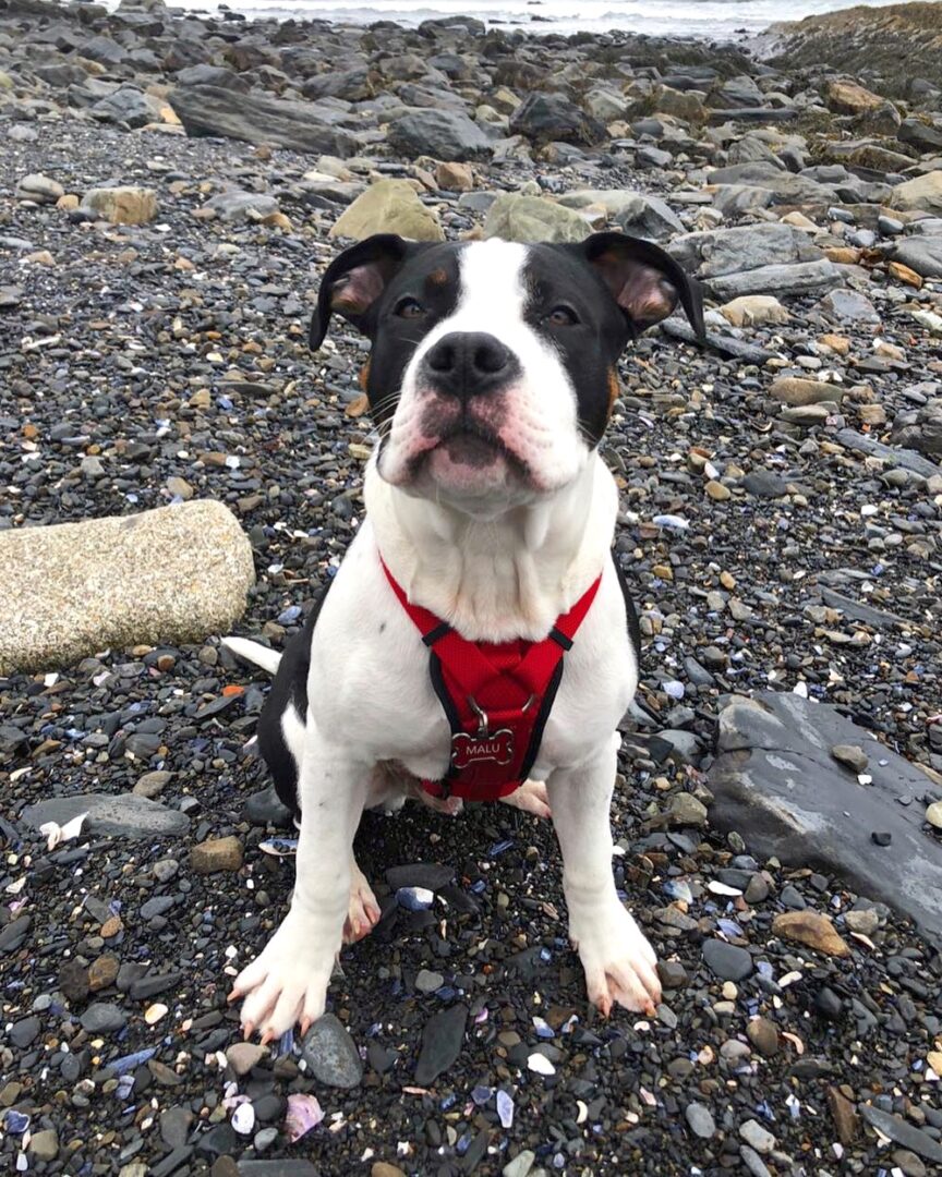 Pit Mastiff (Pitbull & Mastiff Mix) Info, Pictures, Facts, FAQs & More