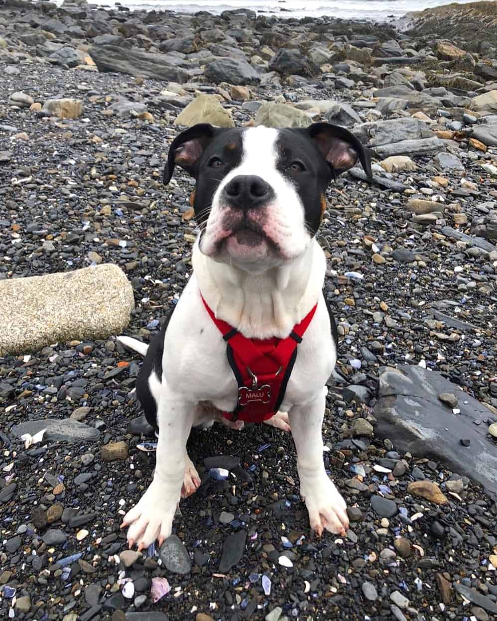 Pit Mastiff (Pitbull & Mastiff Mix) Info, Pictures, Facts, FAQs & More