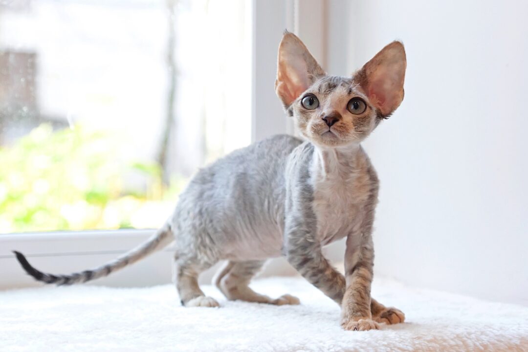 Poodle Cat: A Complete Guide to These Curly-Haired Cats