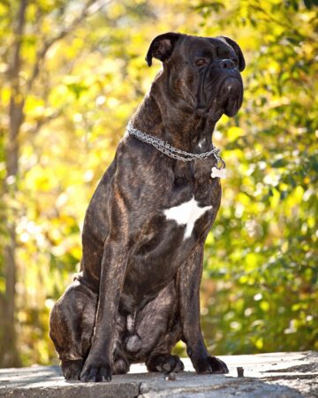 Brindle Boxer Dog: Appearance, Genetics, Temperament & More!