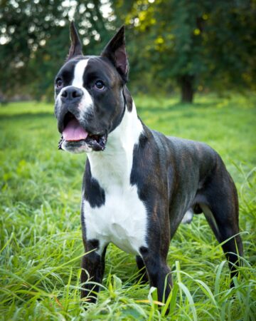 Brindle Boxer Dog: Appearance, Genetics, Temperament & More!