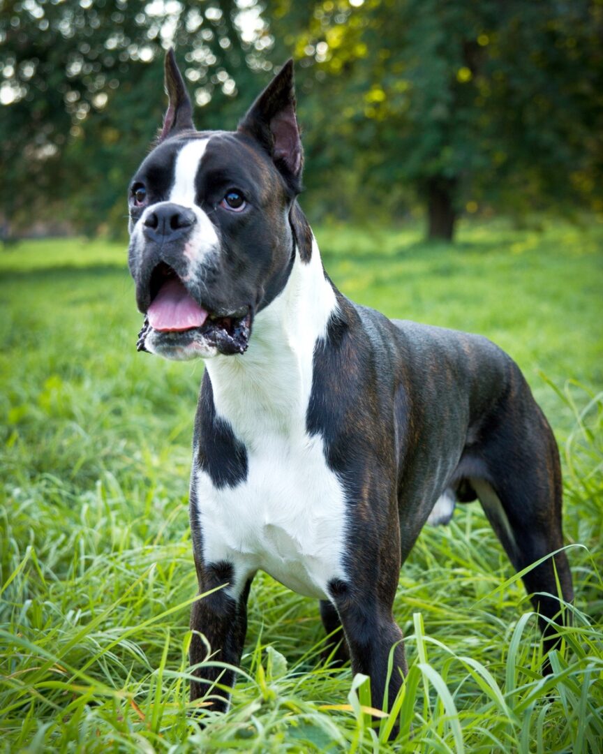 Brindle Boxer Dog: Appearance, Genetics, Temperament & More!