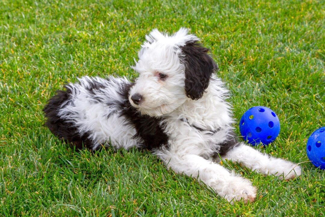 Sheepadoodle | Mixed Dog Breed Info, Pictures, Facts & FAQs