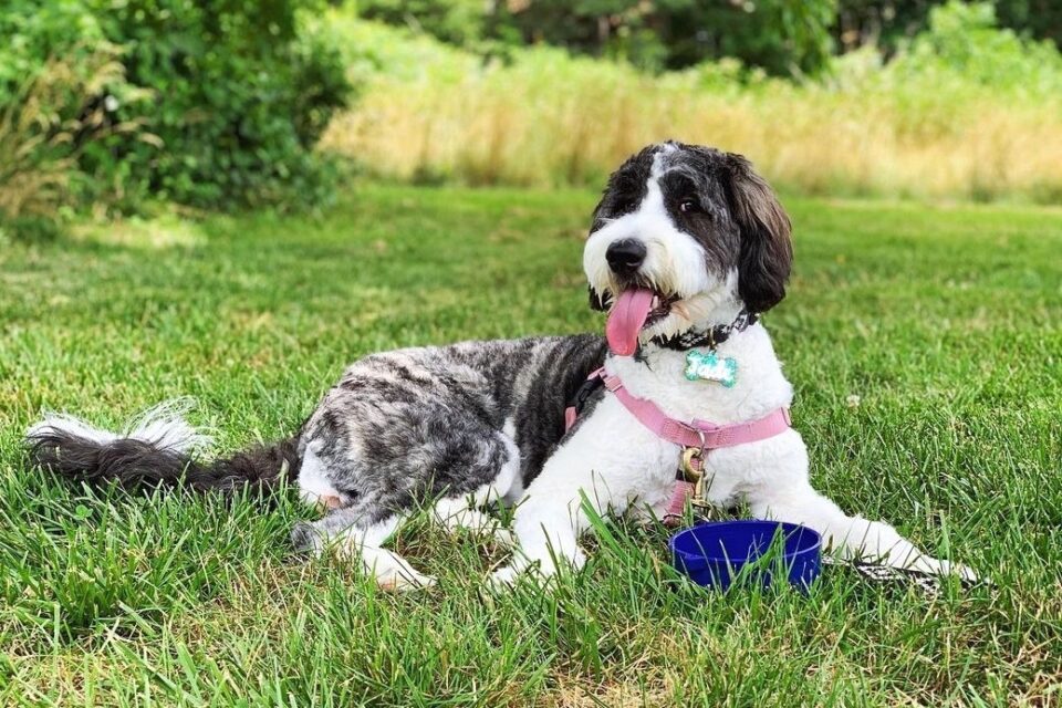 Sheepadoodle | Mixed Dog Breed Info, Pictures, Facts & FAQs