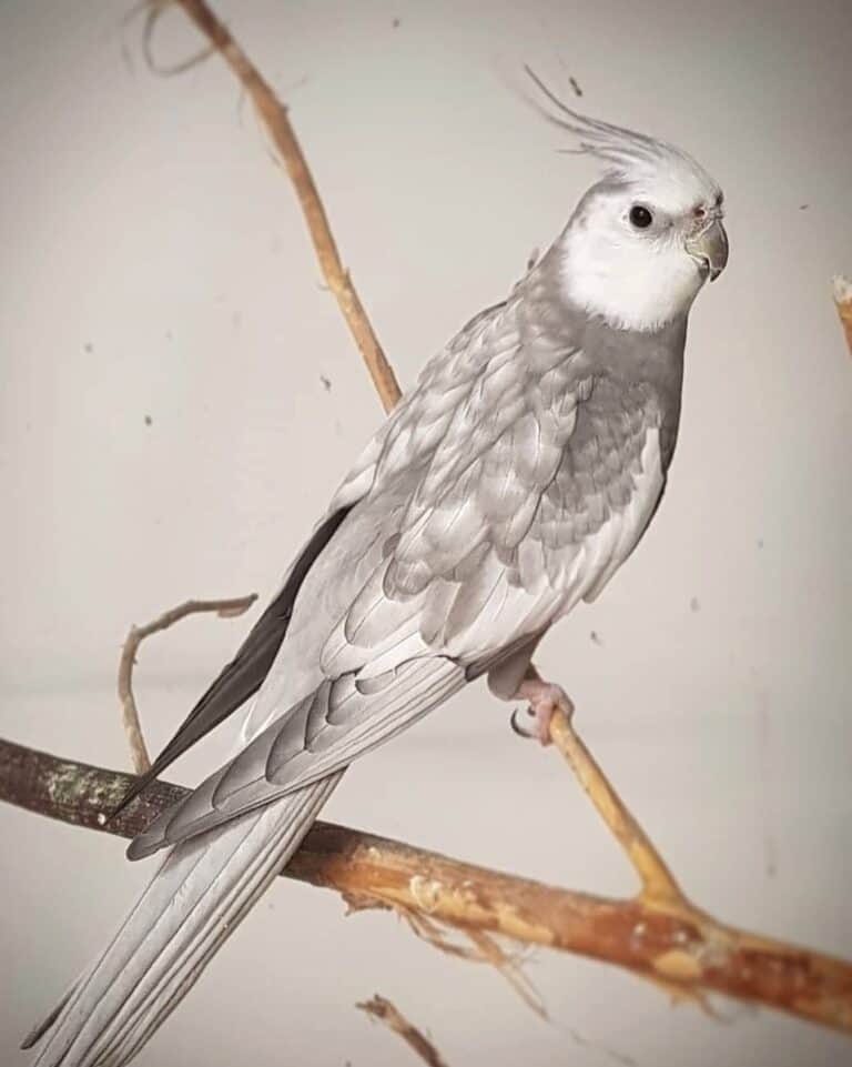 10 Cockatiel Colors Varieties & Mutations (With Pictures) - Pet Care Stores