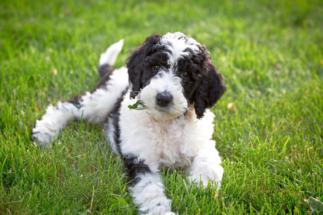 Sheepadoodle | Mixed Dog Breed Info, Pictures, Facts & FAQs