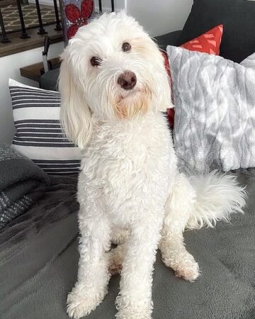 Sheepadoodle | Mixed Dog Breed Info, Pictures, Facts & FAQs