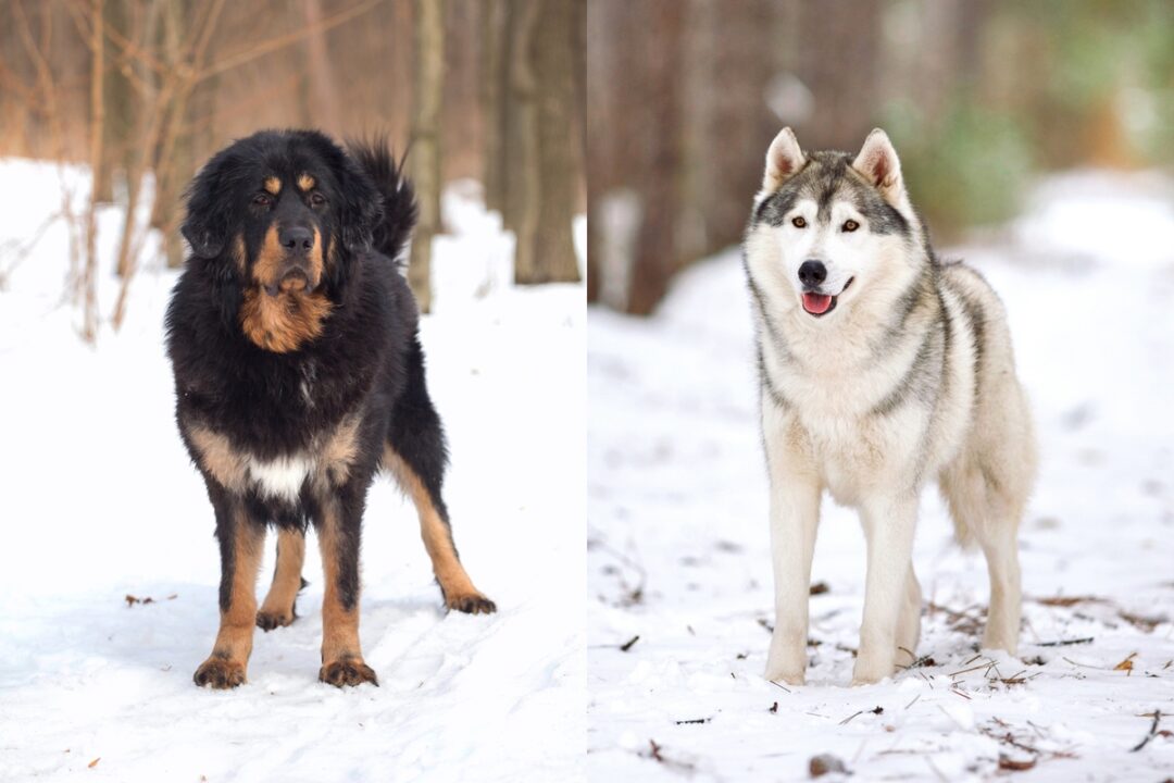 Tibetan Mastiff Husky Mix Info, Temperament, Pictures & FAQs