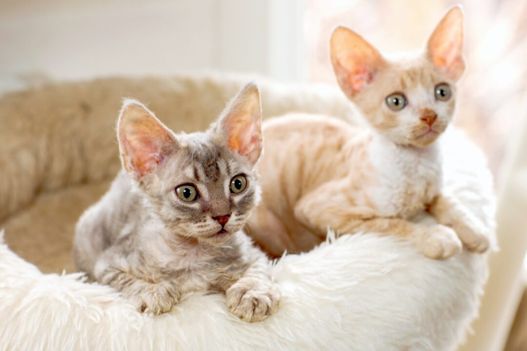 Poodle Cat: A Complete Guide to These Curly-Haired Cats