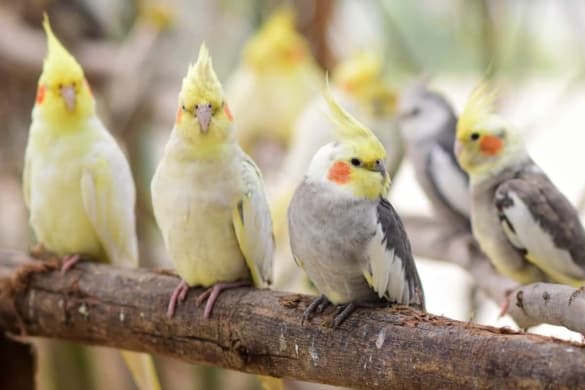 10 Cockatiel Varieties & Color Mutations (With Pictures)