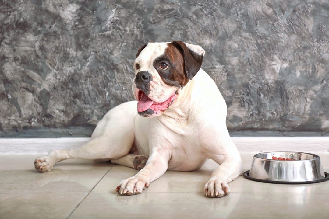 White Boxer Dog: Get to Know the White Boxer (With Pictures)