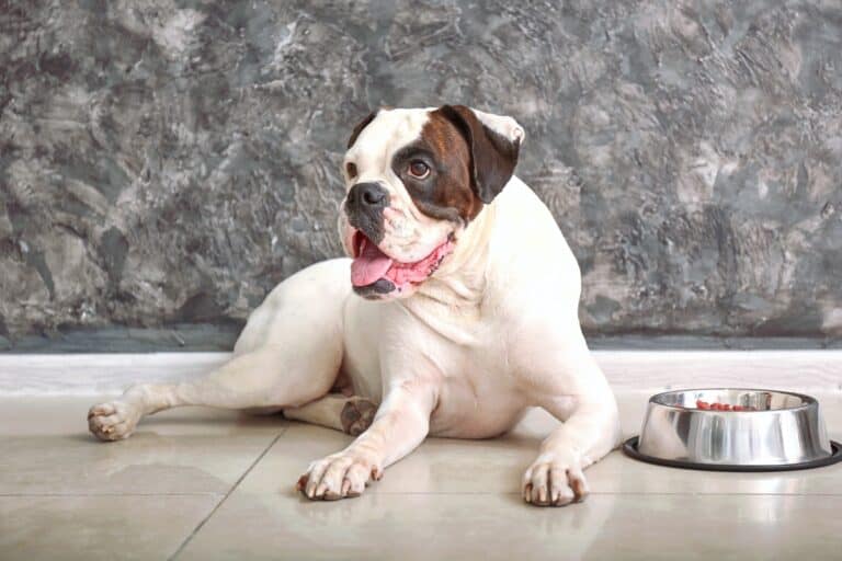 White Boxer Dog: Get to Know the White Boxer (With Pictures)