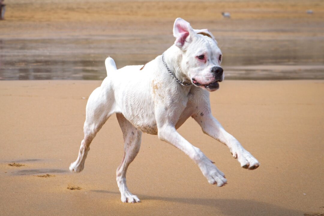 White Boxer Dog: Get to Know the White Boxer (With Pictures)