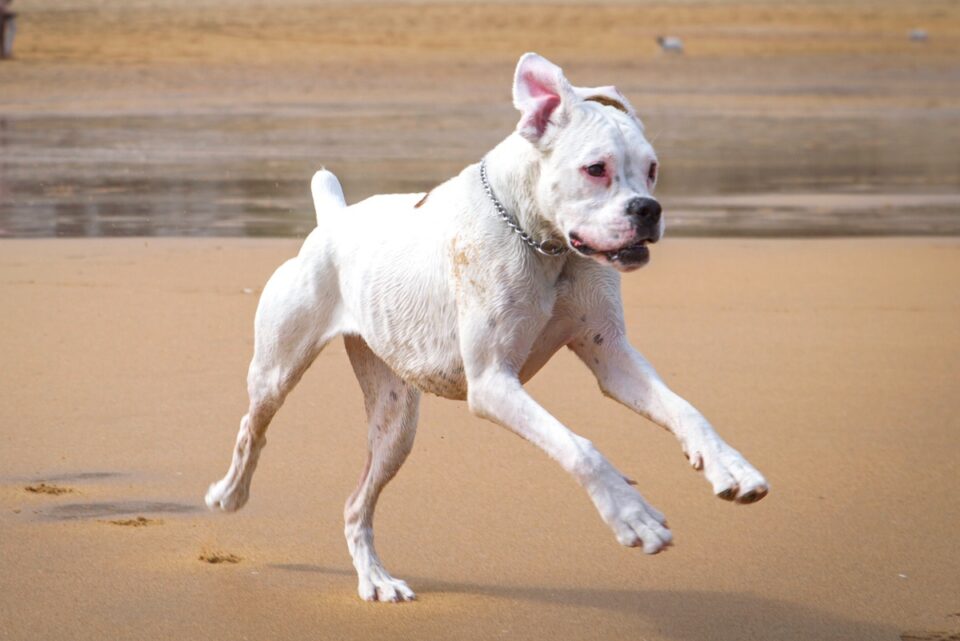 White Boxer Dog: Get to Know the White Boxer (With Pictures)
