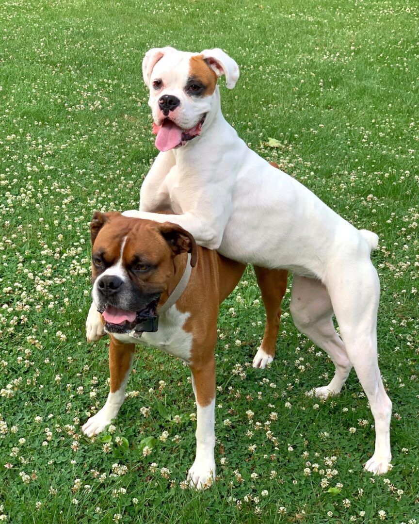 White Boxer Dog: Get to Know the White Boxer (With Pictures)