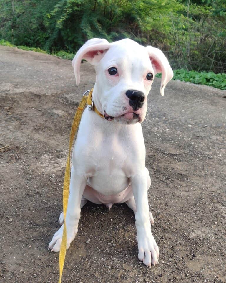 White Boxer Dog: Get to Know the White Boxer (With Pictures)