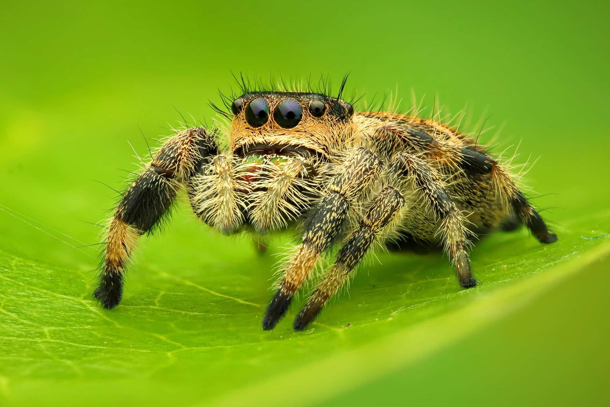 Regal Jumping Spider (Phidippus regius) Info, Pictures & FAQs