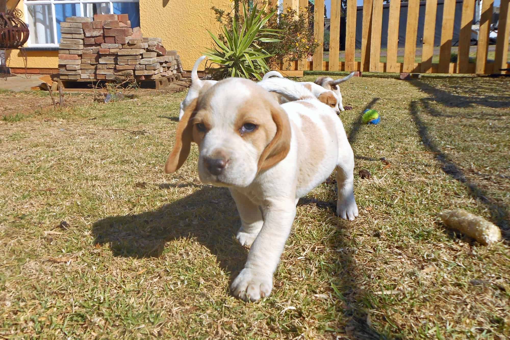 Lemon Beagle: A Guide to the Rare Beagle Color (With Pictures)